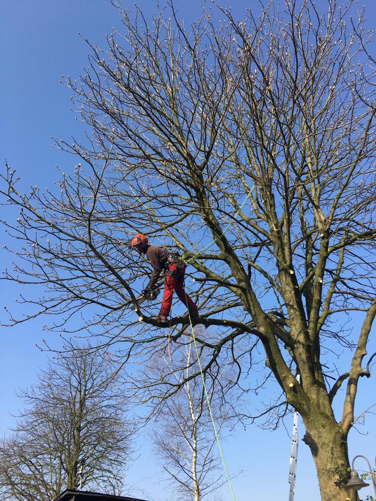 Richtige Baumpflege hält Ihren Baum lange gesund